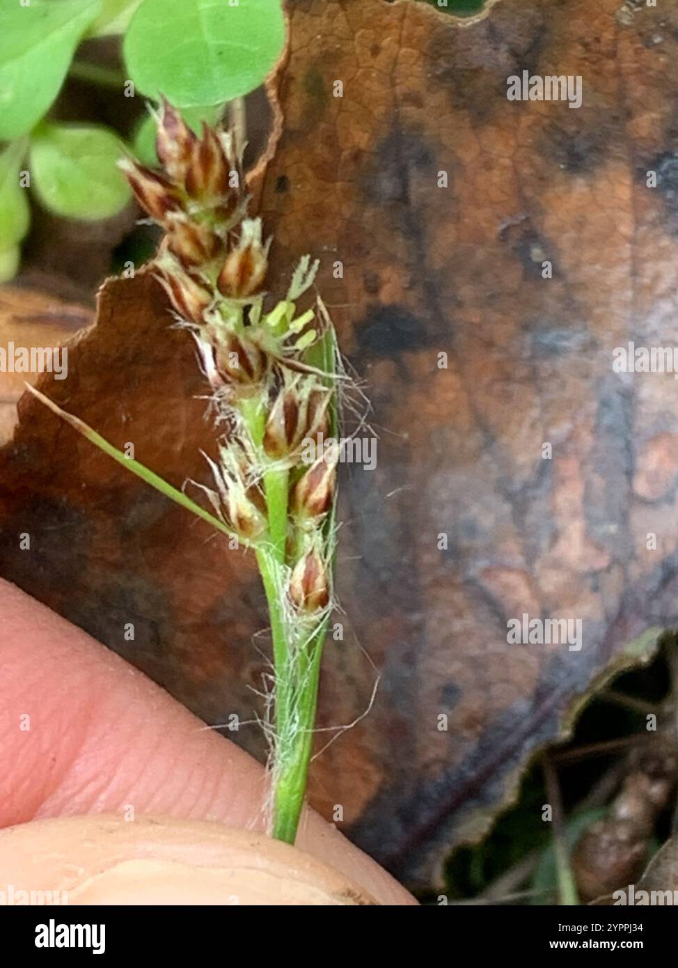 Pacific Woodrush (Luzula comosa Stock Photo - Alamy