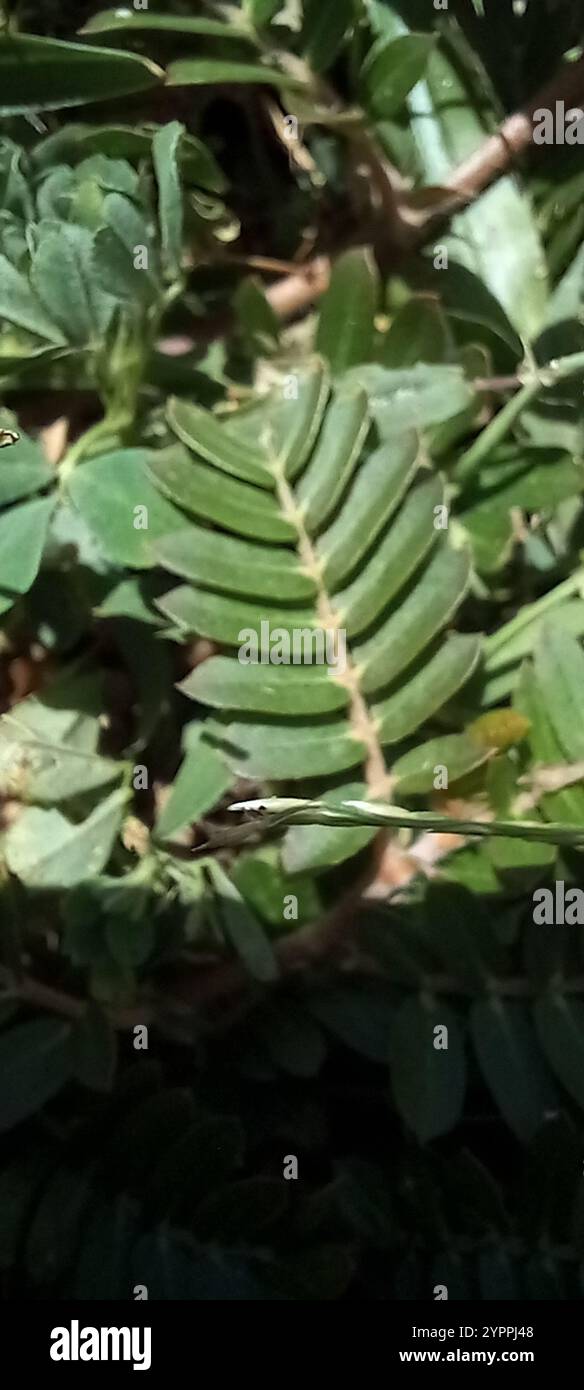 Jamaican feverplant (Tribulus cistoides Stock Photo - Alamy