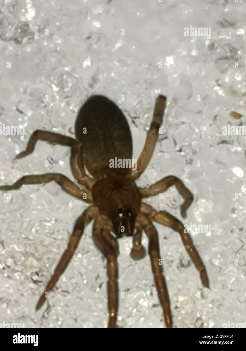 Stealthy Ground Spiders (Gnaphosidae Stock Photo - Alamy