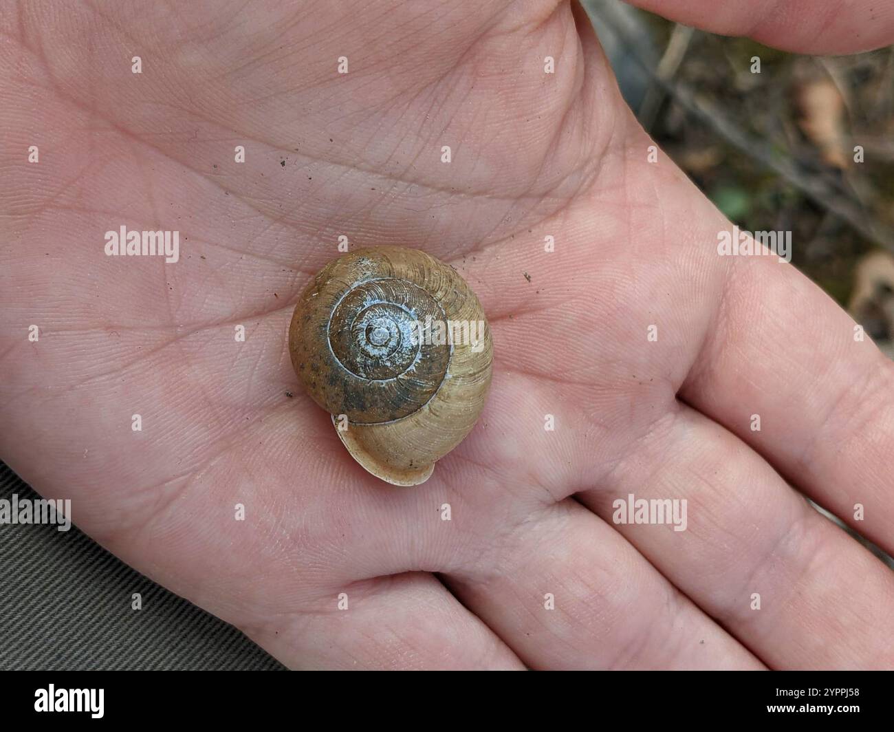 White-lip Globe Snail (Mesodon thyroidus Stock Photo - Alamy