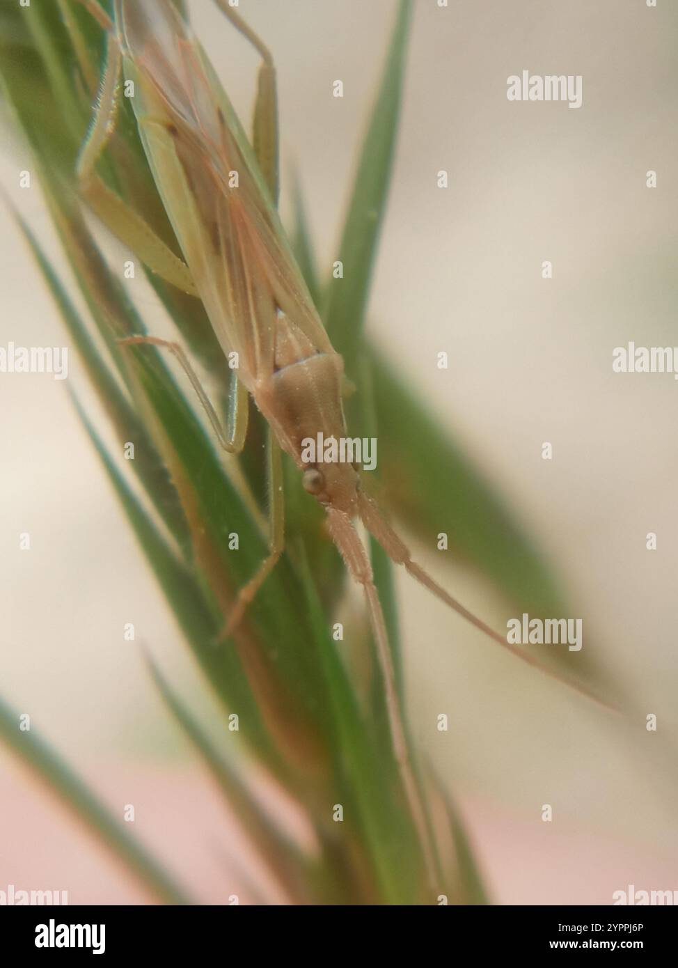Grass bug (Stenodema laevigata Stock Photo - Alamy