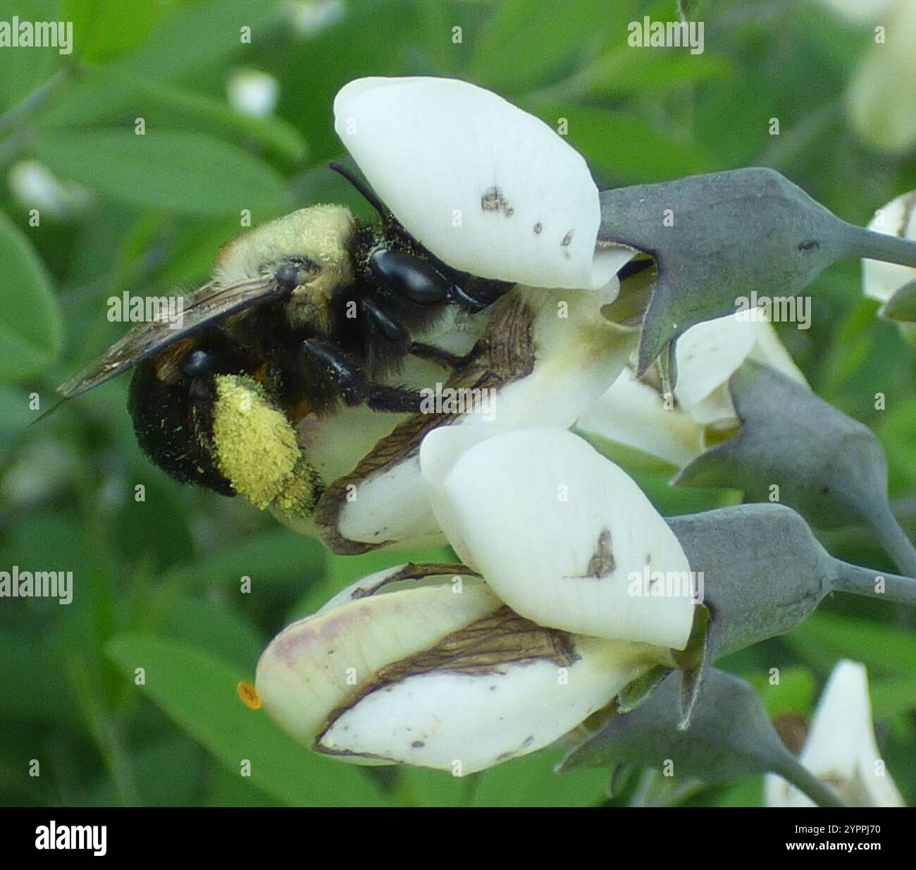 Habropoda hi-res stock photography and images - Alamy