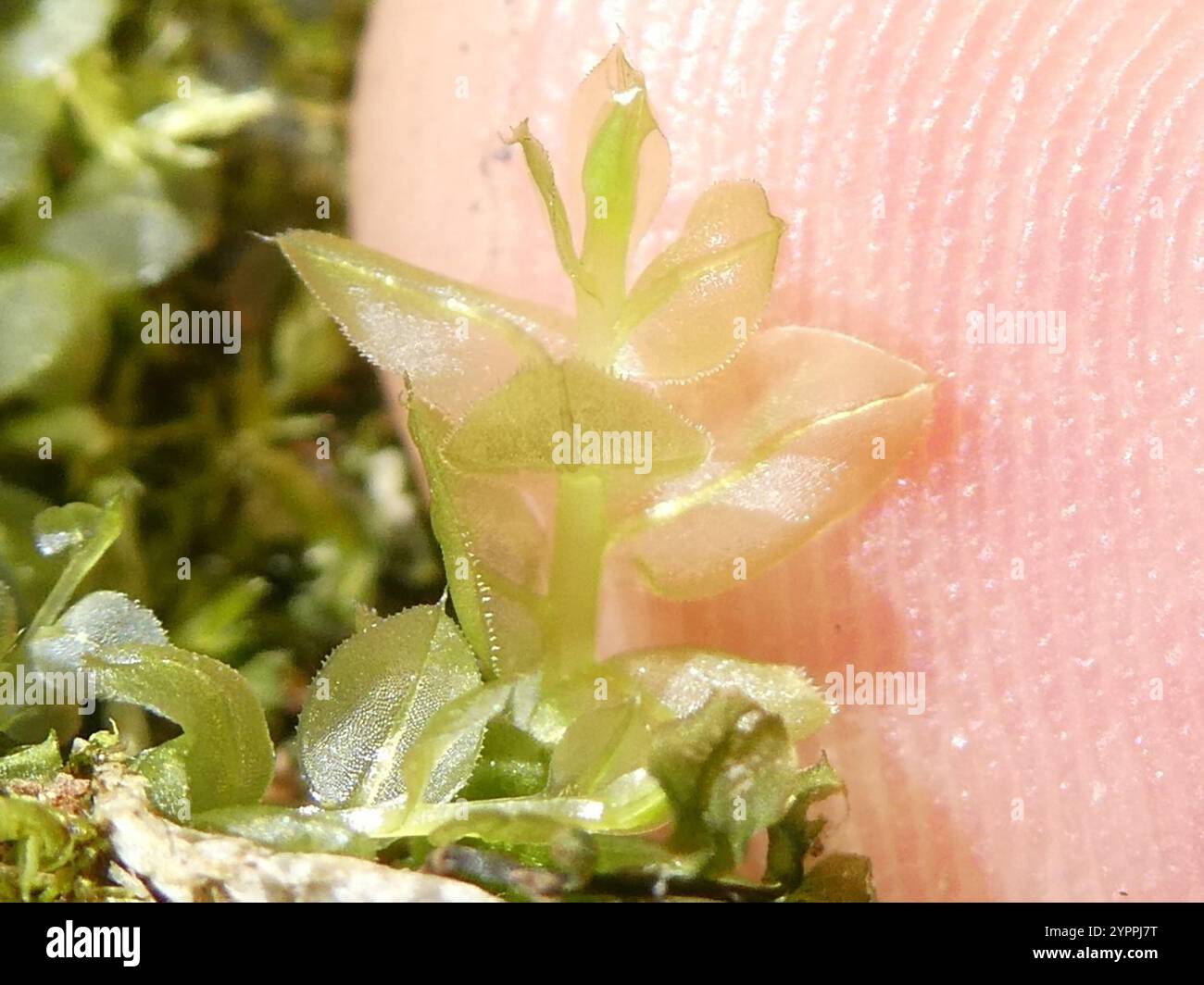 Wavy-leaf Moss (Plagiomnium ciliare Stock Photo - Alamy
