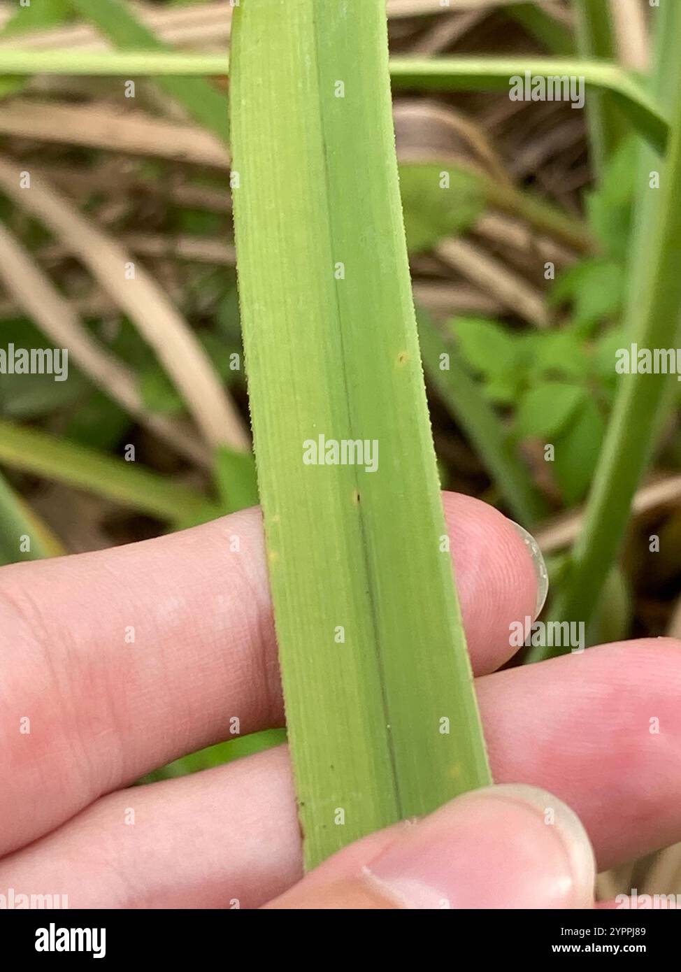 Swamp Flatsedge (Cyperus ligularis Stock Photo - Alamy