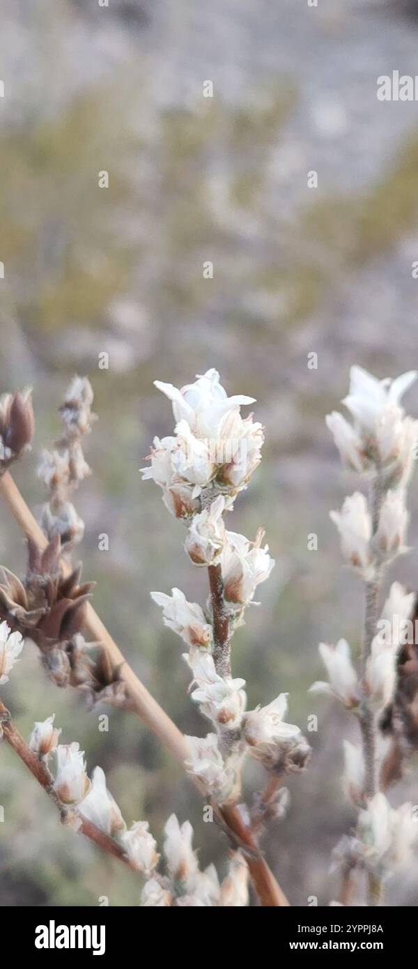Texas False Agave (Hechtia texensis Stock Photo - Alamy