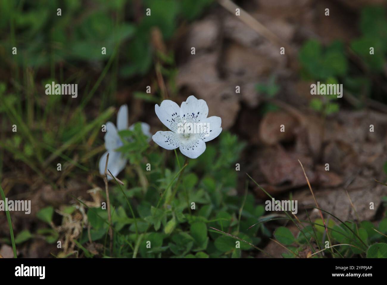 white baby blue eyes (Nemophila menziesii atomaria Stock Photo - Alamy