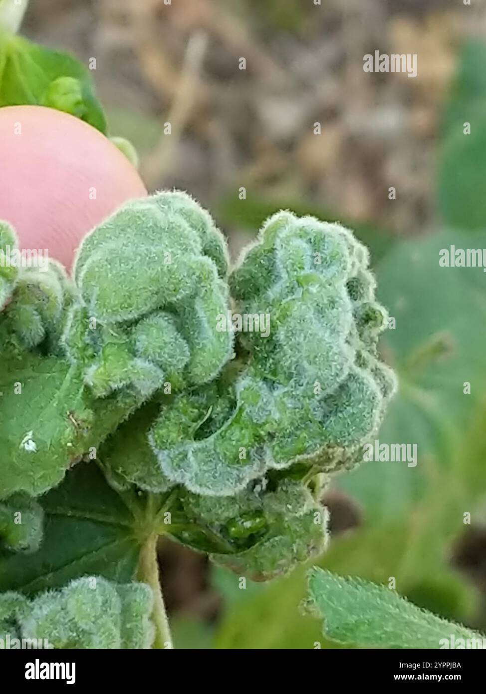 Gall and Rust Mites (Eriophyidae Stock Photo - Alamy