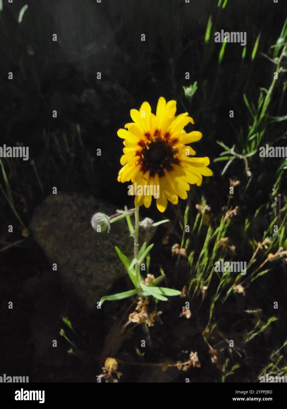 Common Madia (Madia elegans Stock Photo - Alamy