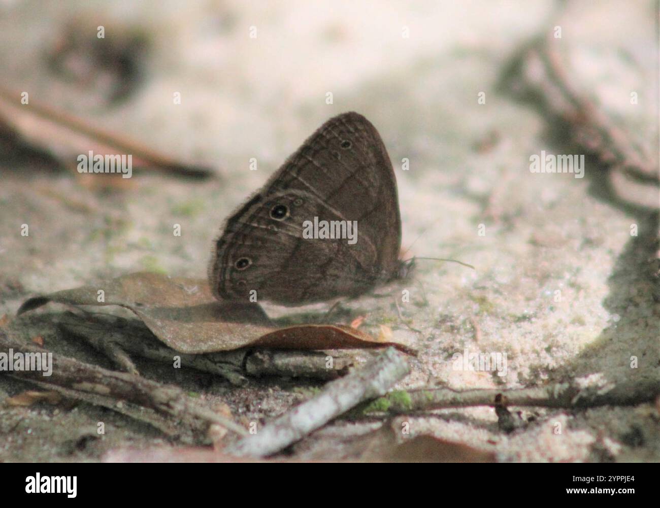 Carolina Satyr (Hermeuptychia sosybius Stock Photo - Alamy