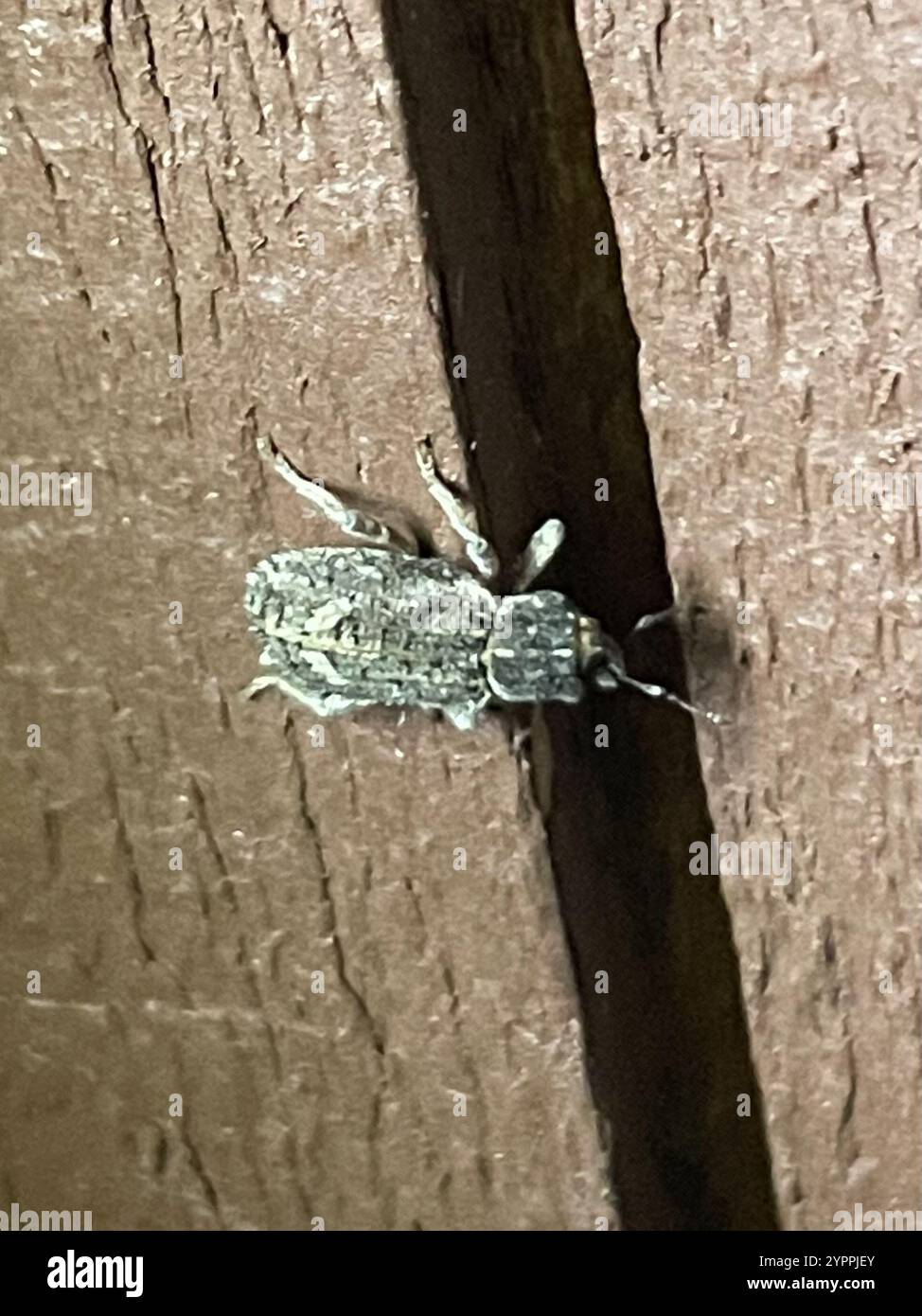 Vegetable Weevil (Listroderes costirostris Stock Photo - Alamy