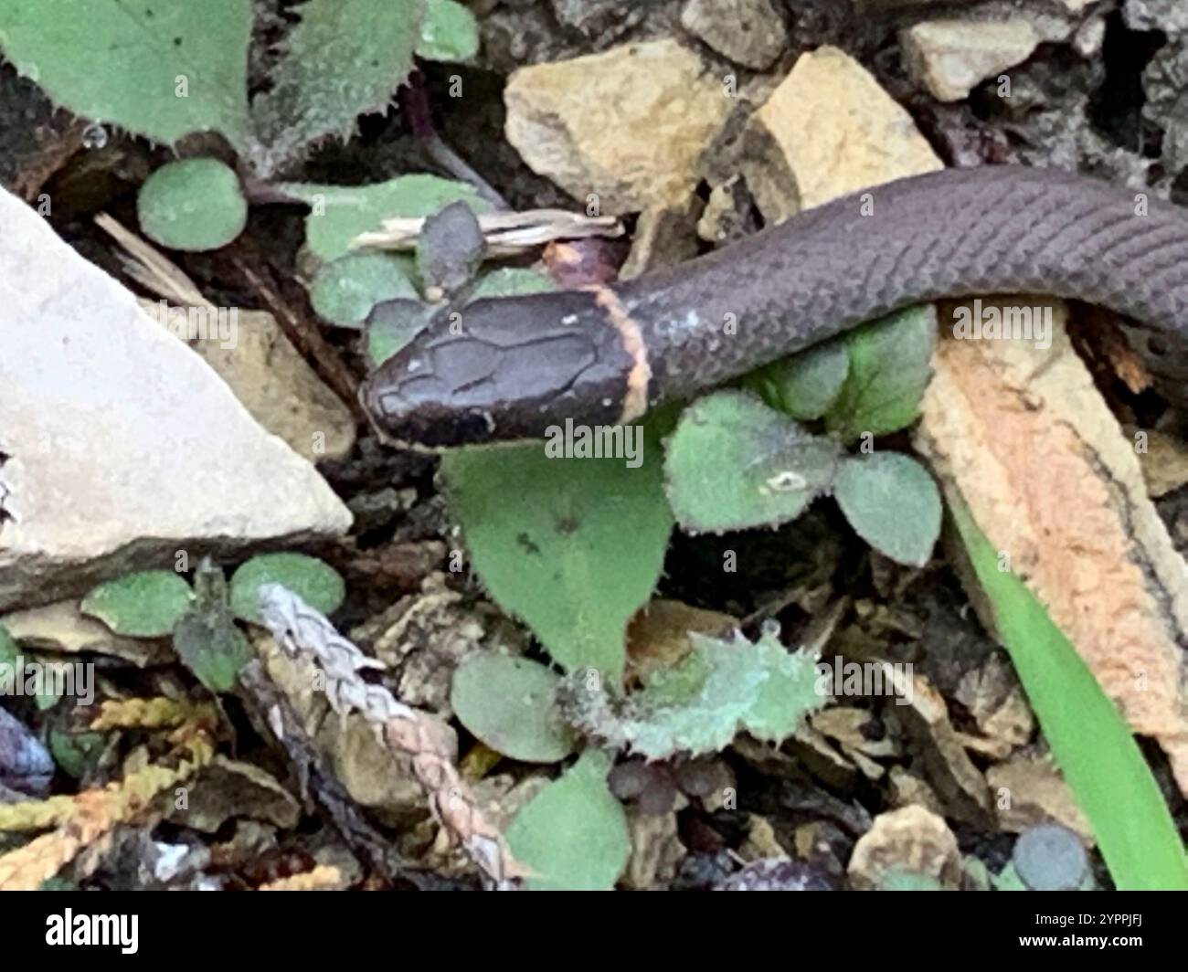 Ring-necked Snake (Diadophis punctatus Stock Photo - Alamy