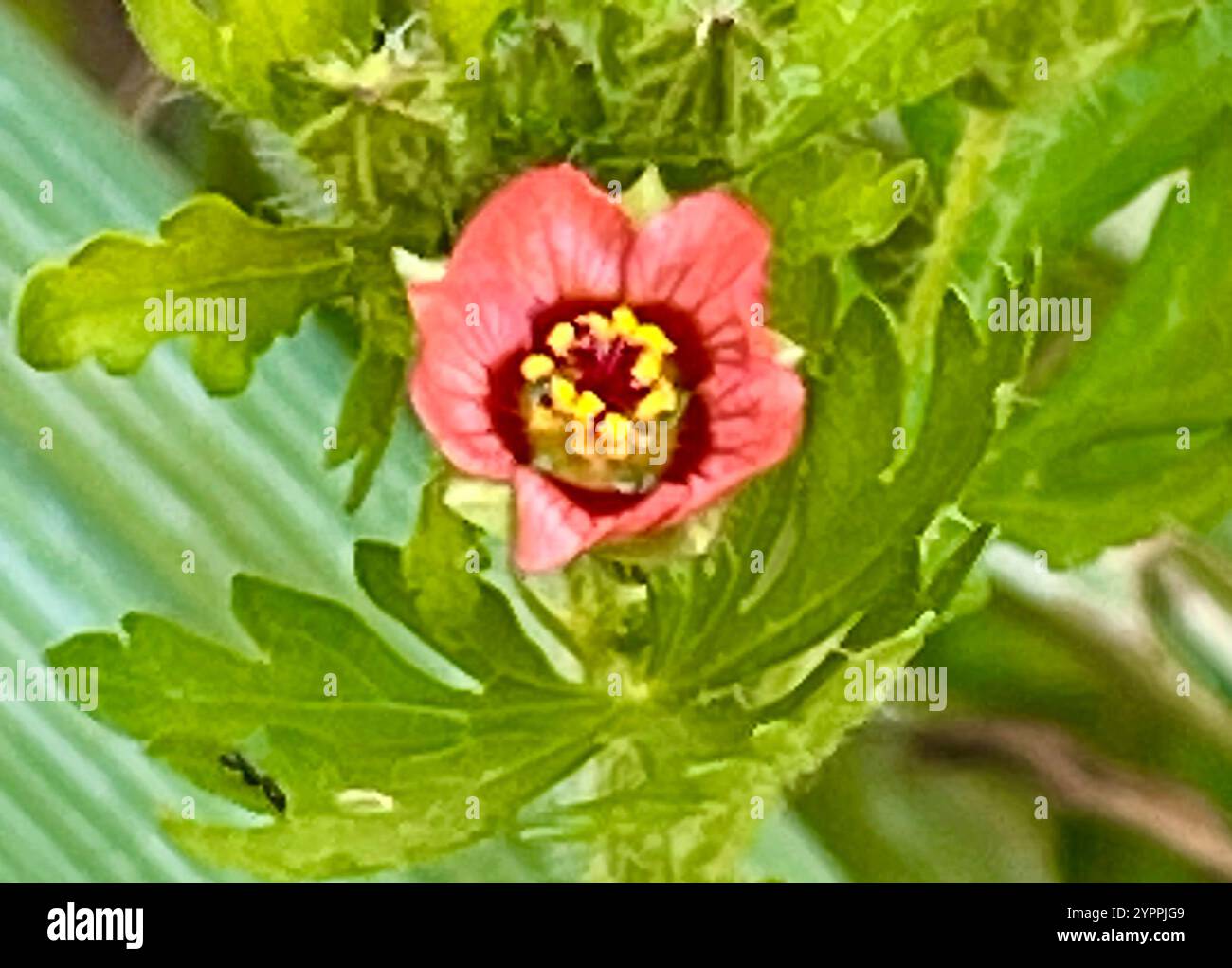 Carolina Bristlemallow (Modiola caroliniana Stock Photo - Alamy