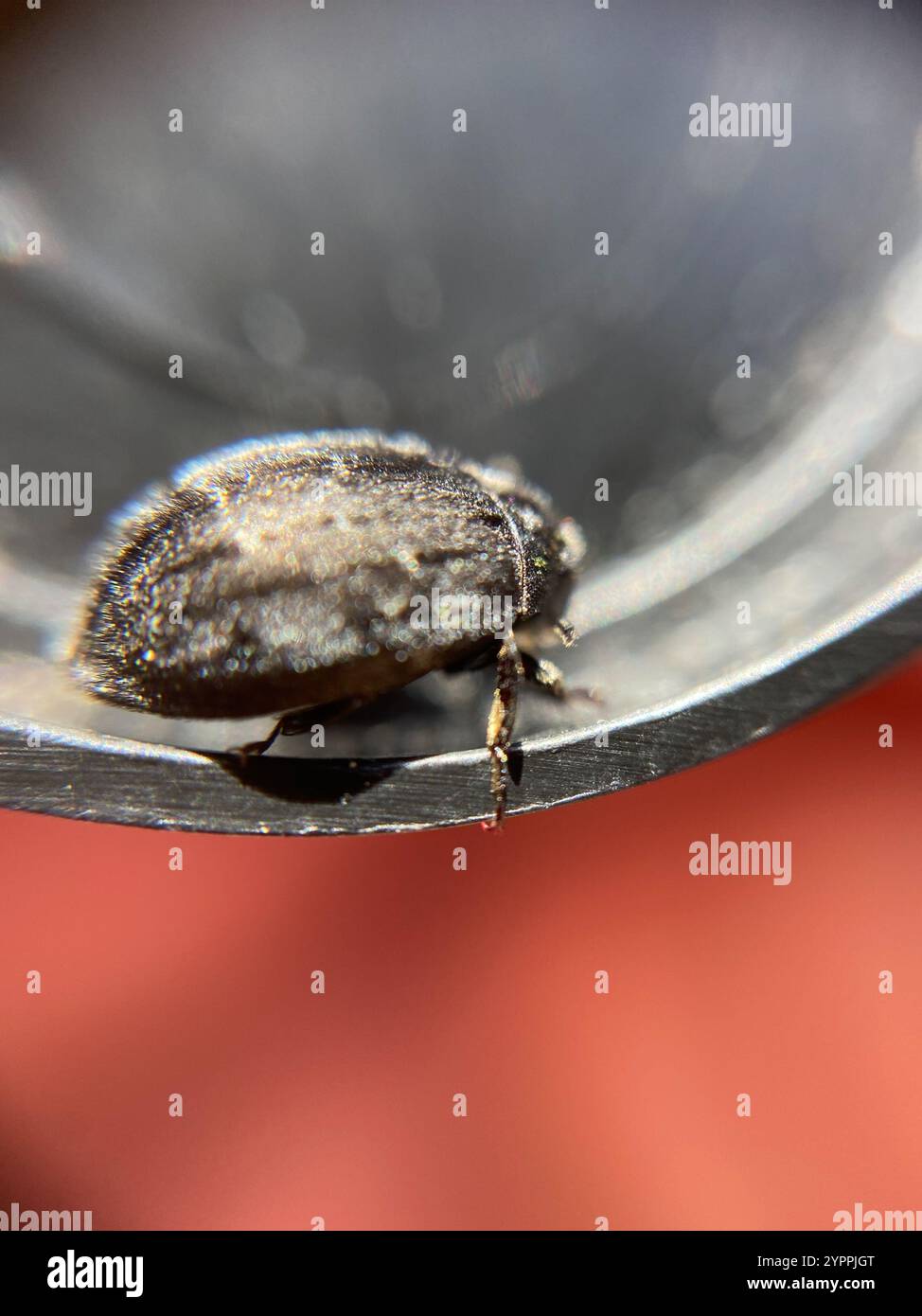 Byrrhus beetle hi-res stock photography and images - Alamy