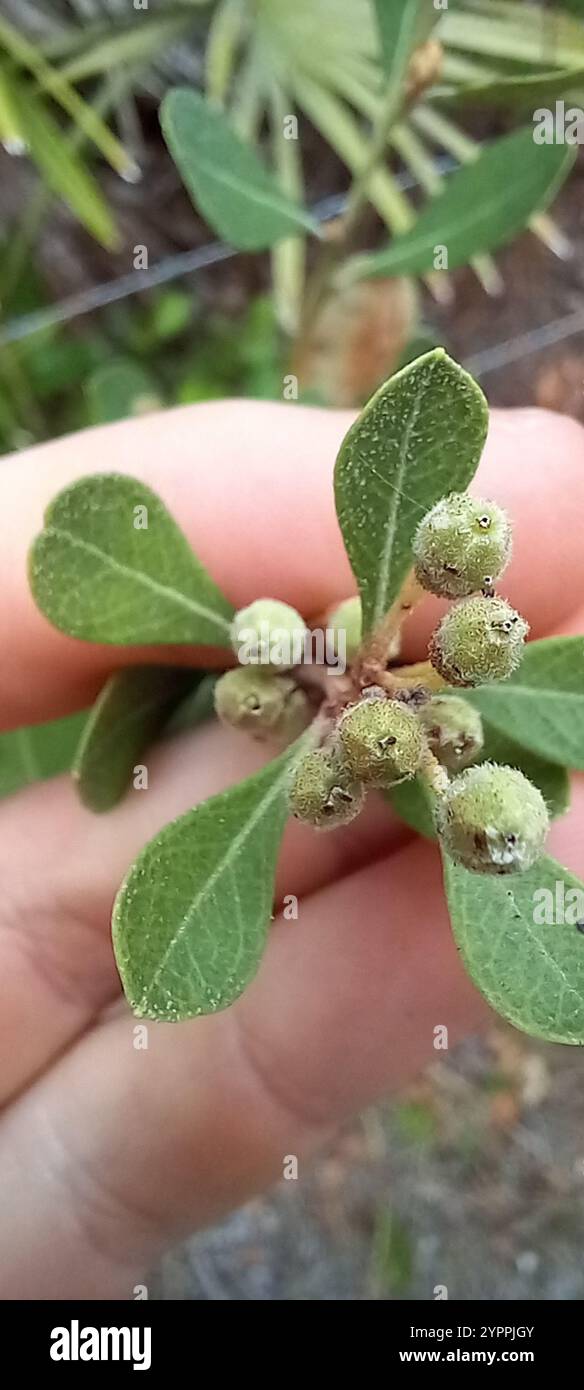Lyonia fruticosa hi-res stock photography and images - Alamy