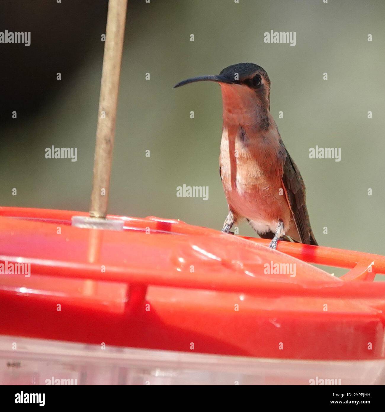 Lucifer Hummingbird (Calothorax lucifer Stock Photo - Alamy