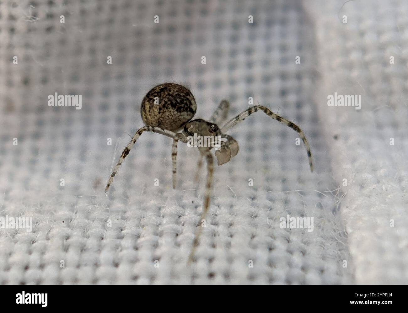 Comb-footed Spiders (Theridiidae Stock Photo - Alamy
