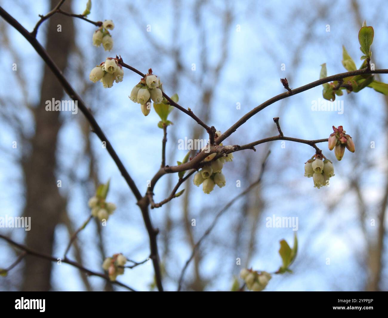 Northern highbush blueberry (Vaccinium corymbosum Stock Photo - Alamy