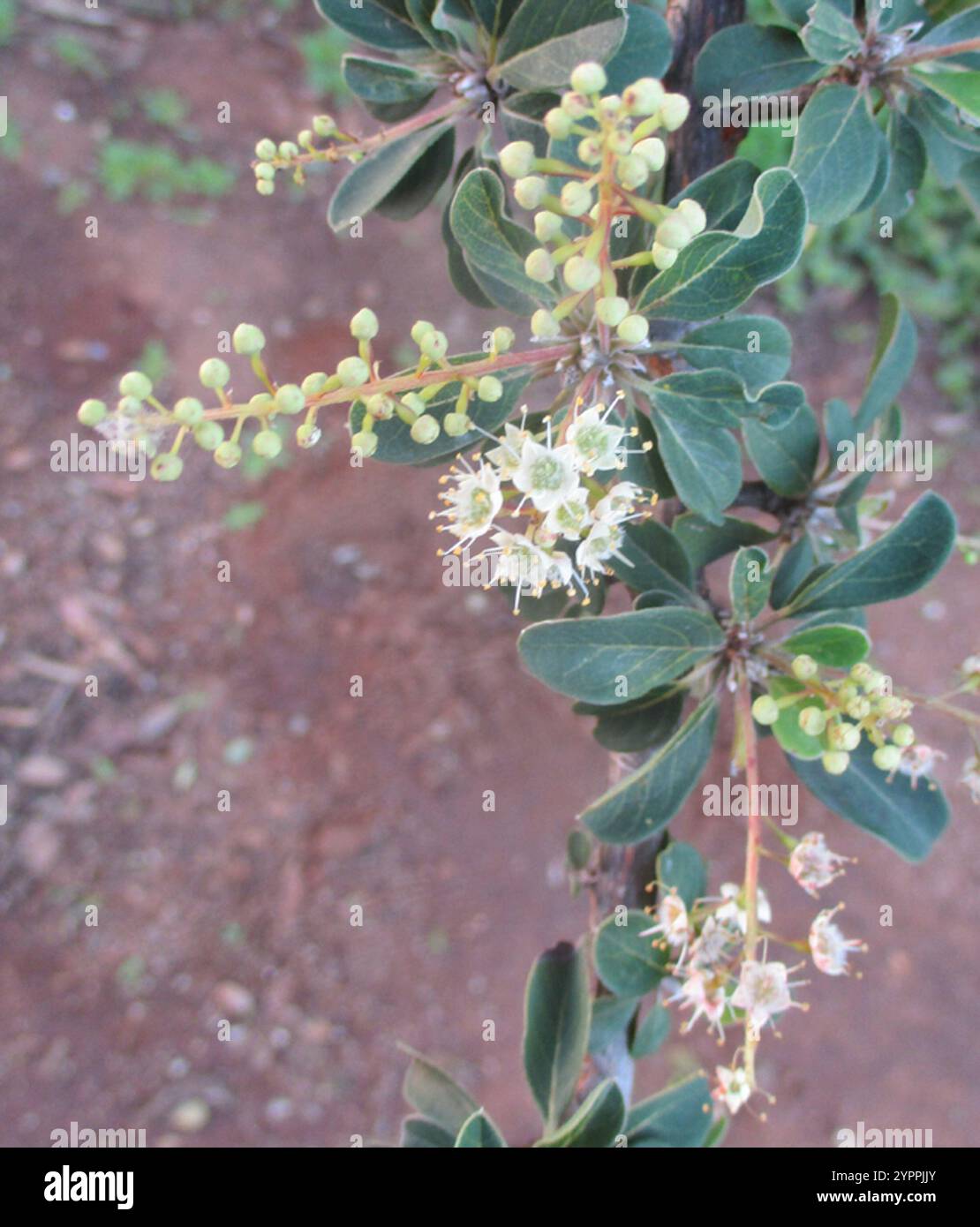 Terminalia prunioides hi-res stock photography and images - Alamy
