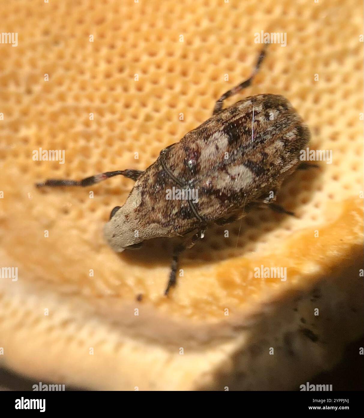 Marbled Fungus Weevil (Euparius marmoreus Stock Photo - Alamy