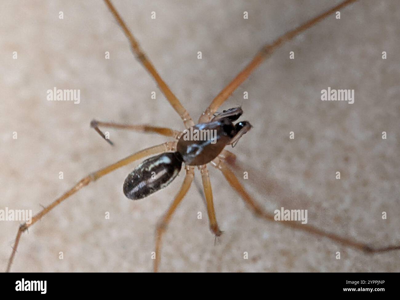 Sheetweb and Dwarf Weavers (Linyphiidae Stock Photo - Alamy