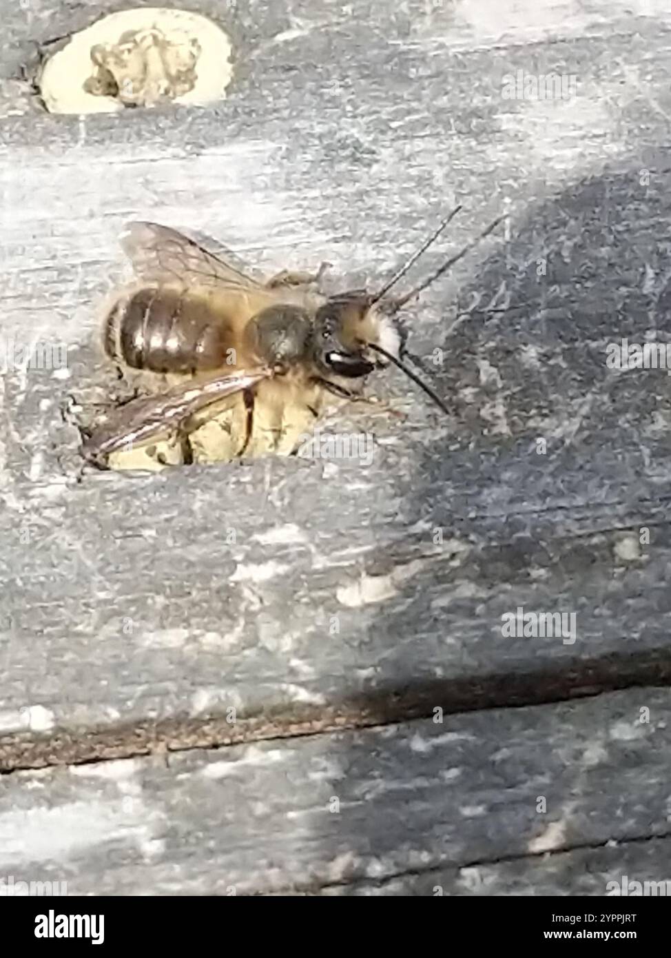 Cornifrons hi-res stock photography and images - Alamy