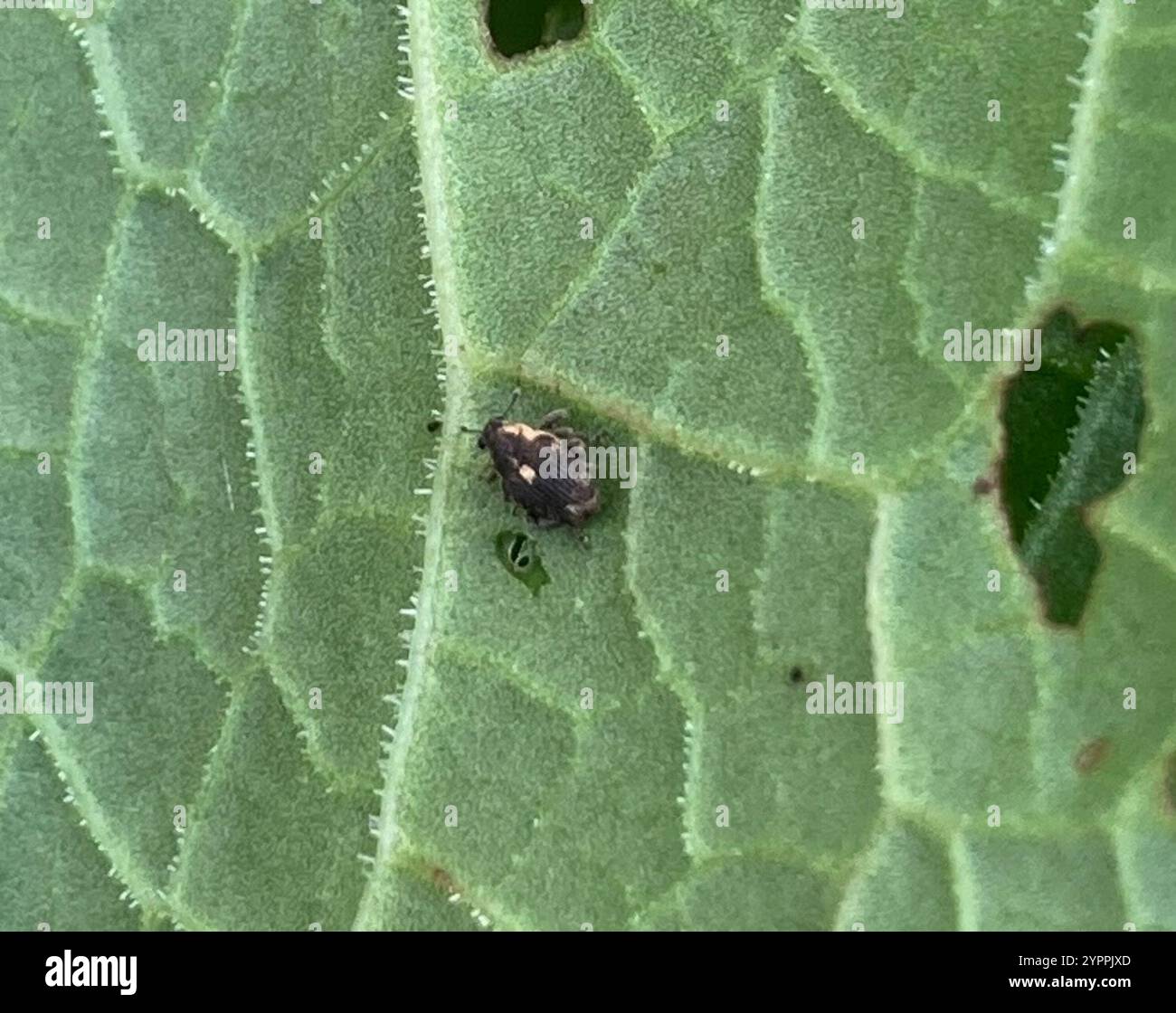 Rhinoncus hi-res stock photography and images - Alamy