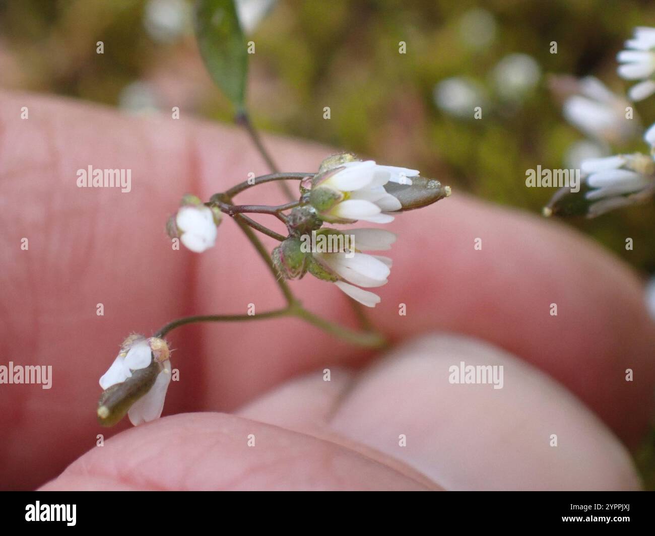 Common Whitlowgrass (Draba verna Stock Photo - Alamy