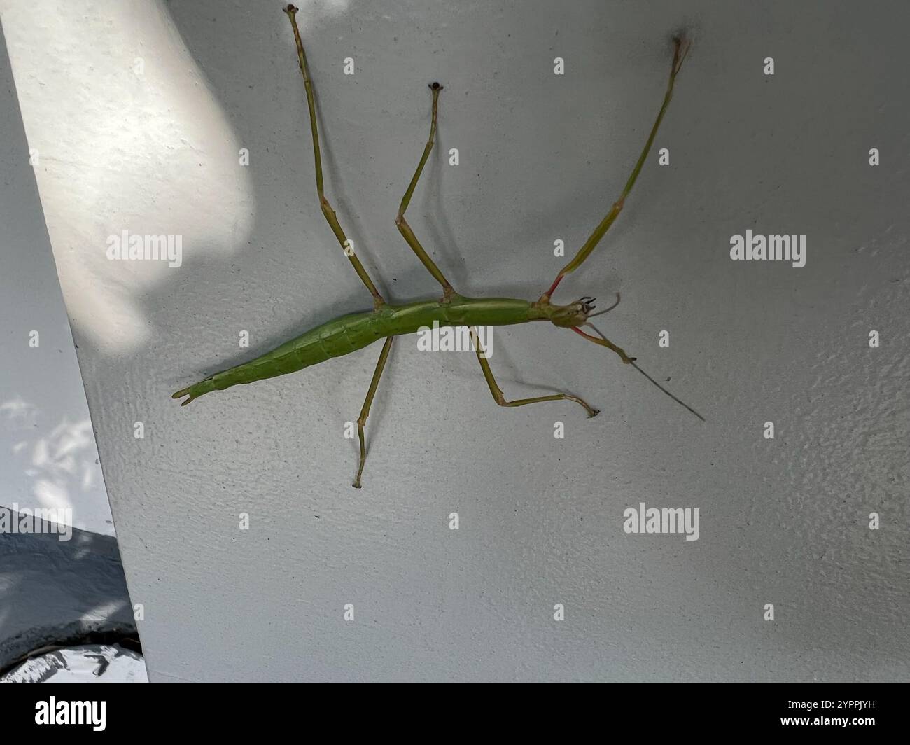 Acanthoxyla inermis hi-res stock photography and images - Alamy