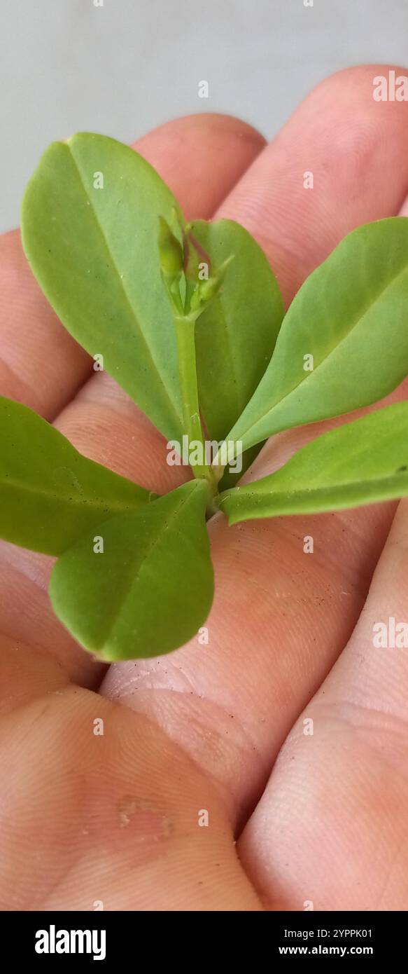 Philippine spinach (Talinum fruticosum Stock Photo - Alamy