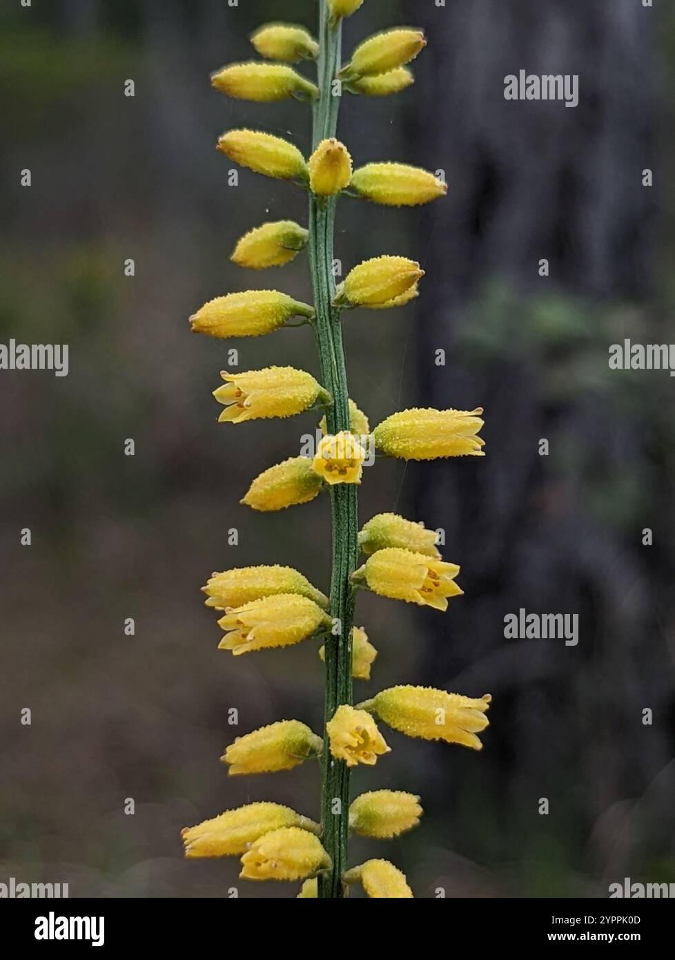 Aletris lutea hi-res stock photography and images - Alamy