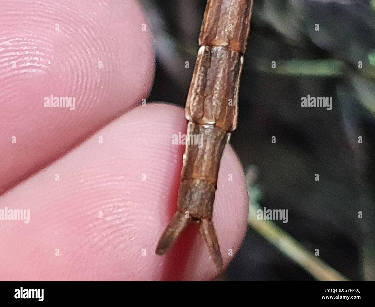 Stick Insects (Phasmida Stock Photo - Alamy