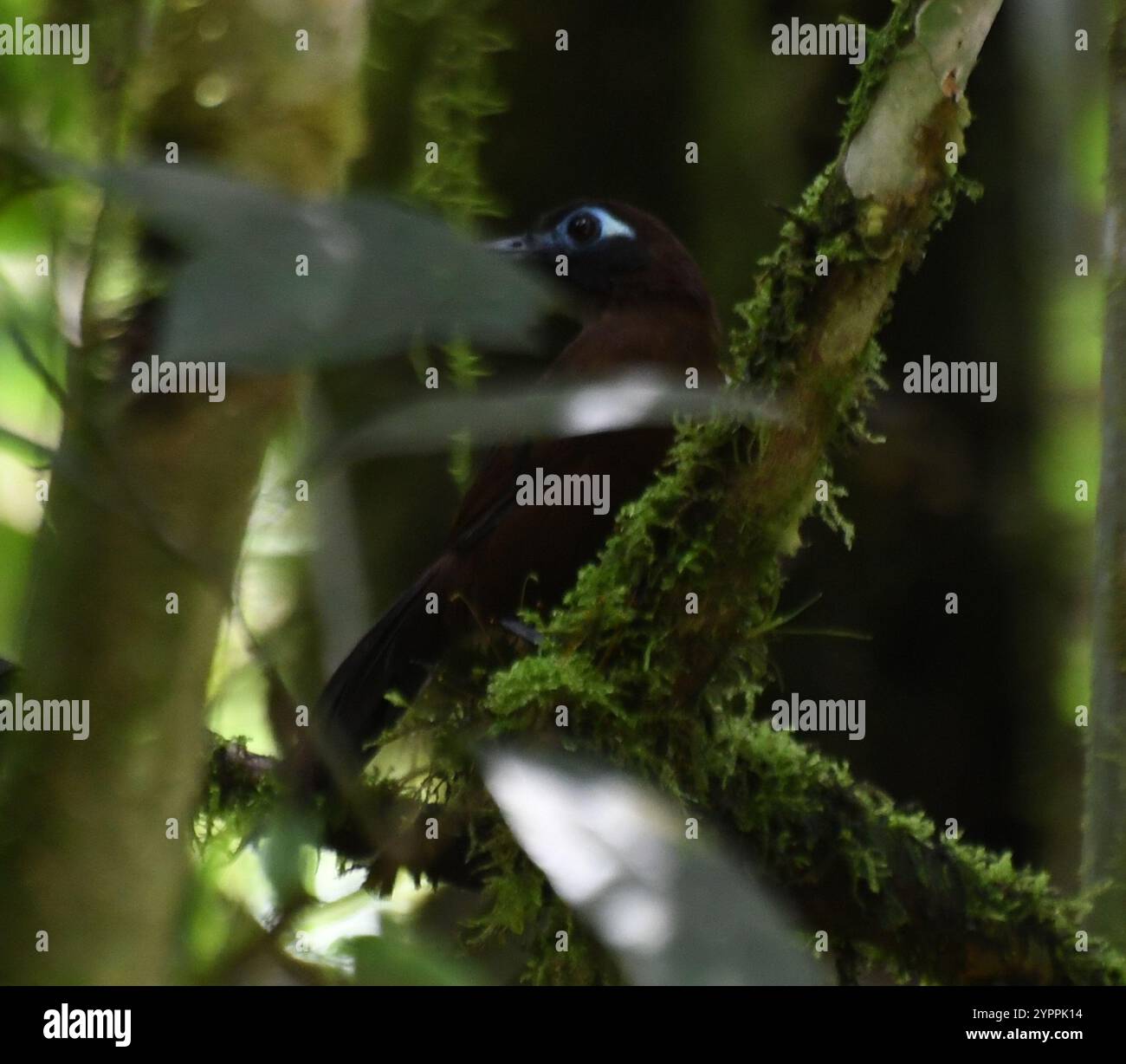 Zeledon's Antbird (Hafferia zeledoni Stock Photo - Alamy