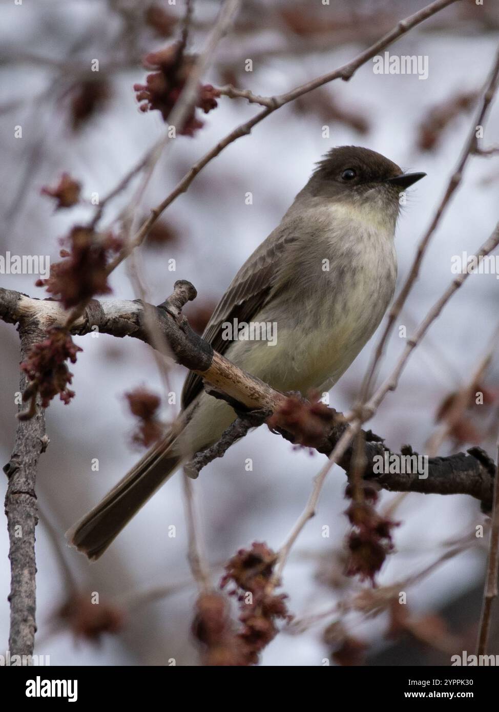 Eastern Phoebe (Sayornis phoebe Stock Photo - Alamy
