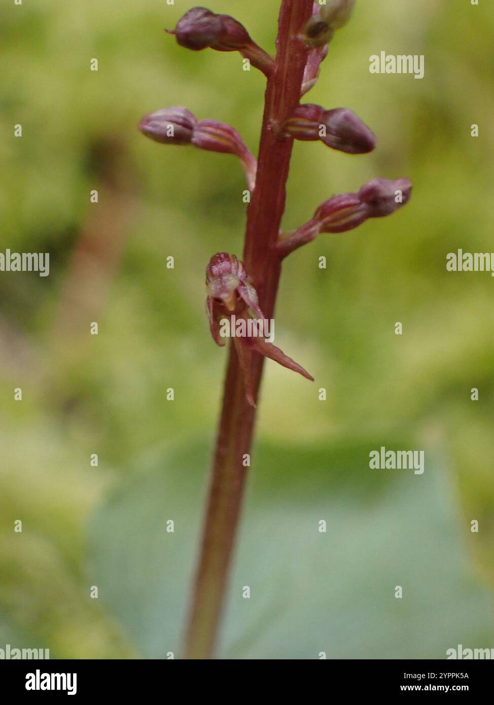 Heartleaf Twayblade (Neottia cordata Stock Photo - Alamy