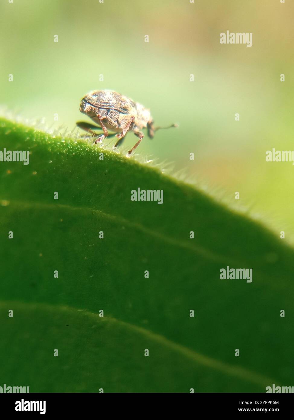 Rhinoncus hi-res stock photography and images - Alamy