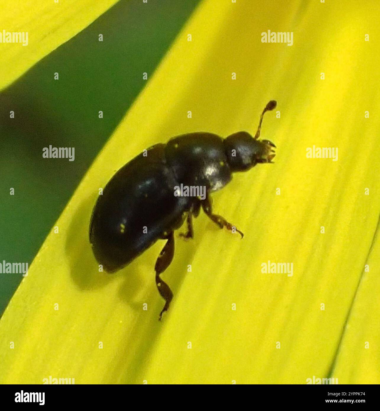 Common Pollen Beetle (Brassicogethes aeneus Stock Photo - Alamy