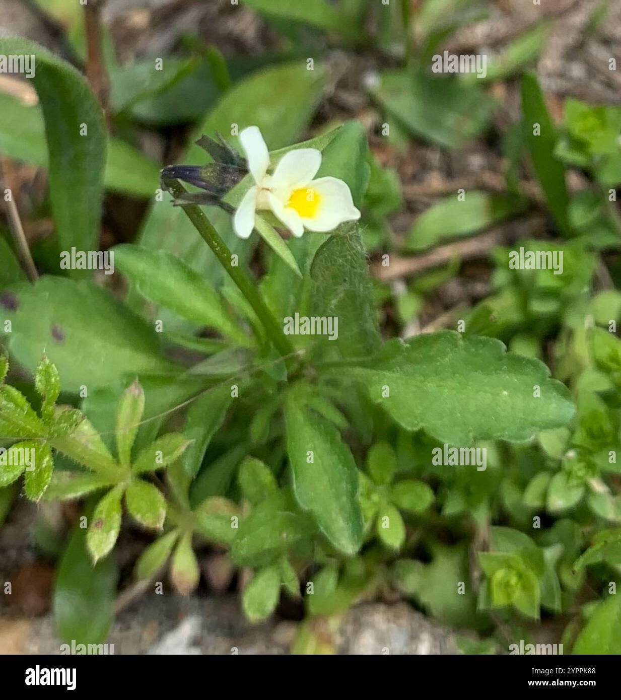 European field pansy (Viola arvensis Stock Photo - Alamy