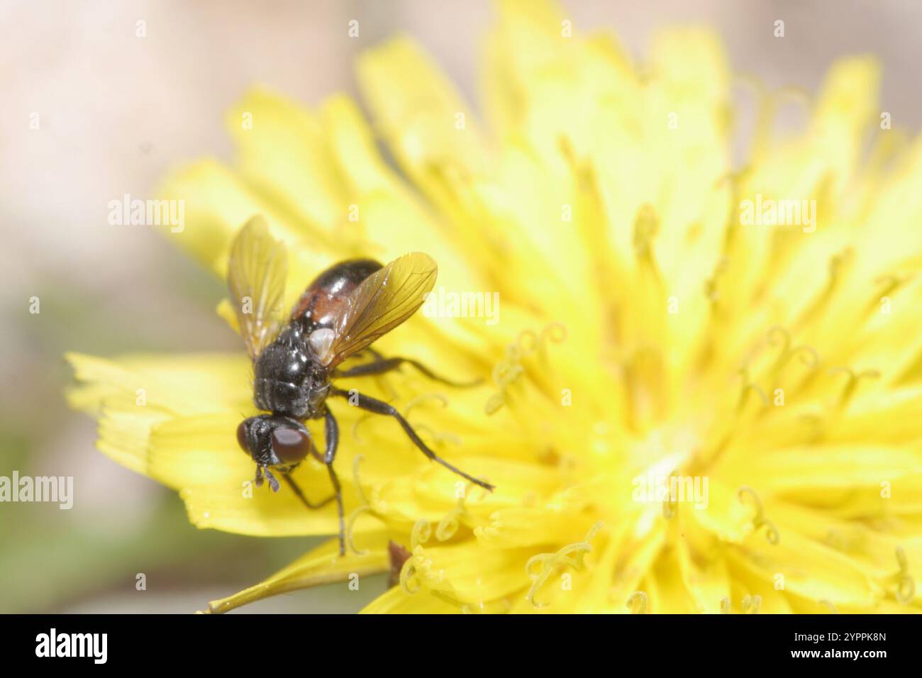 Thick-headed Flies (Conopidae Stock Photo - Alamy