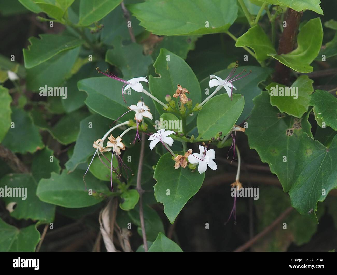 scrambling clerodendrum (Volkameria inermis Stock Photo - Alamy