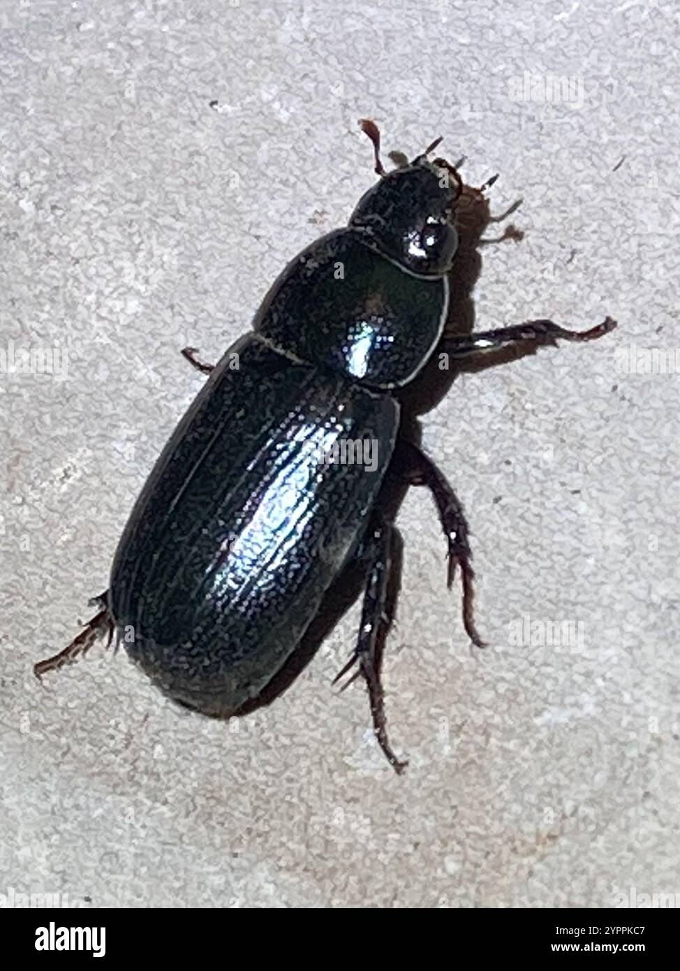 Rice Beetles (Dyscinetus Stock Photo - Alamy