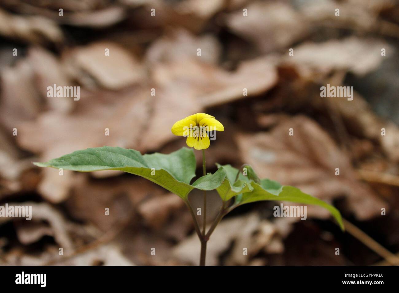 Halberd-leaved violet (Viola hastata Stock Photo - Alamy