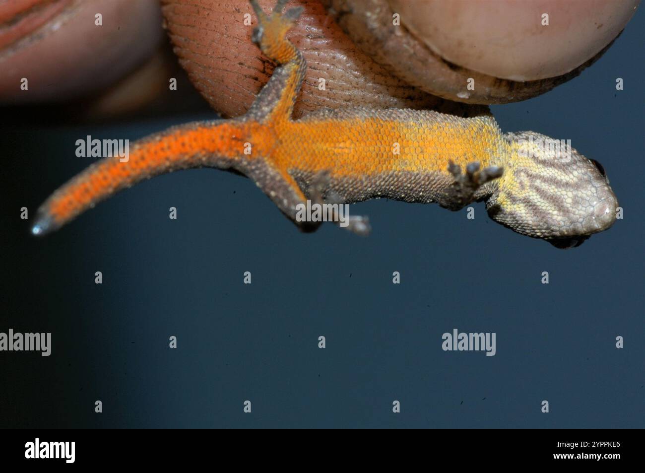 Afro-Neotropical Dwarf Geckos (Lygodactylus Stock Photo - Alamy