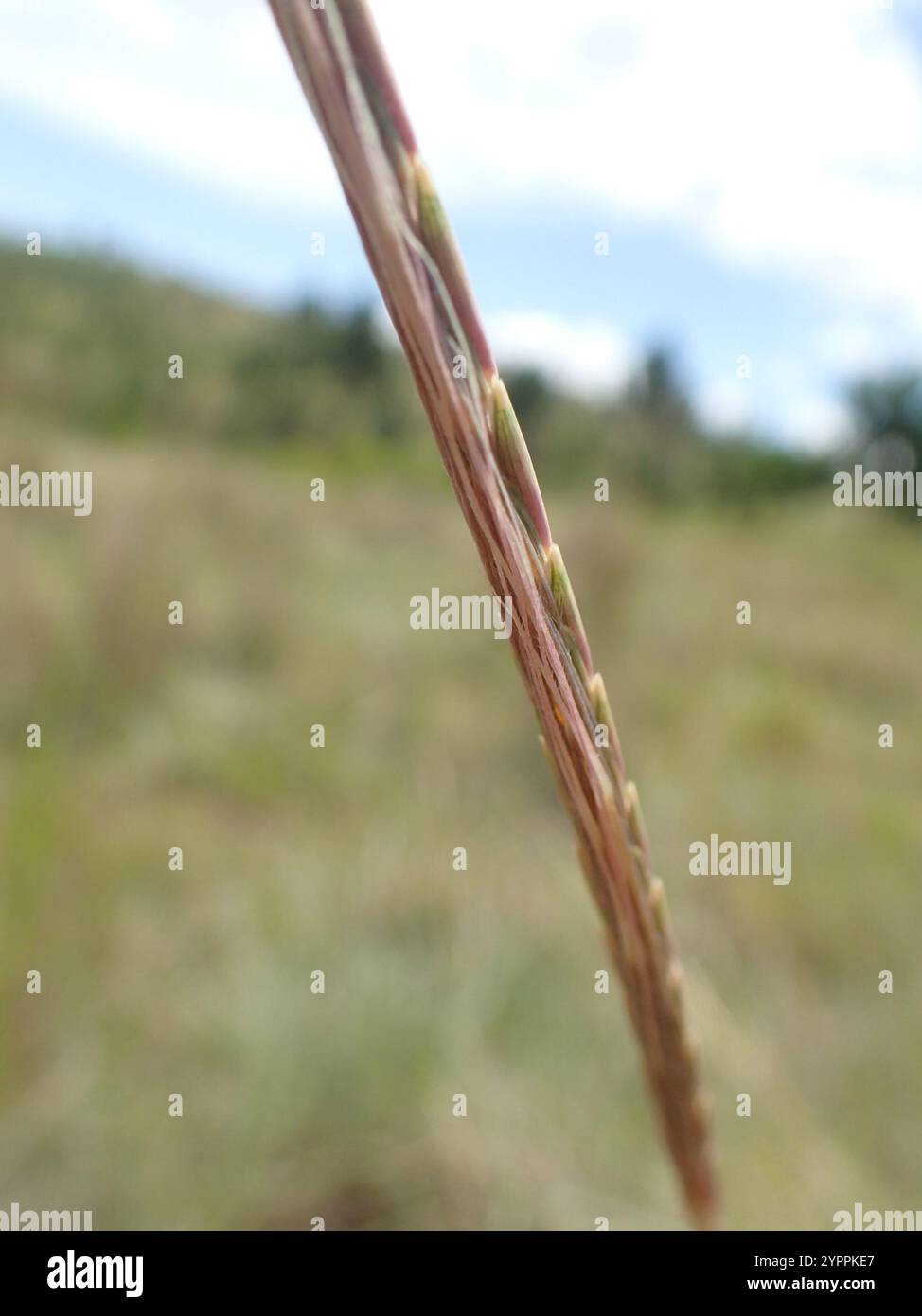 spiked crinkleawn (Trachypogon spicatus Stock Photo - Alamy