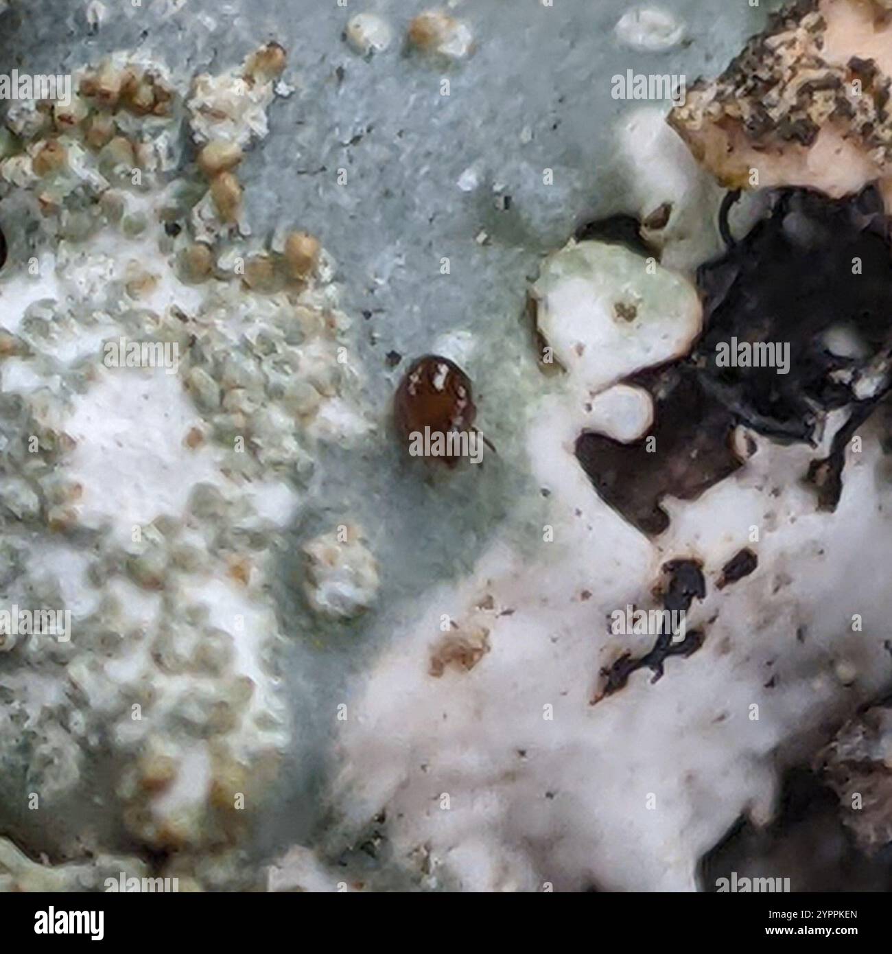 beetle mites (Oribatida Stock Photo - Alamy