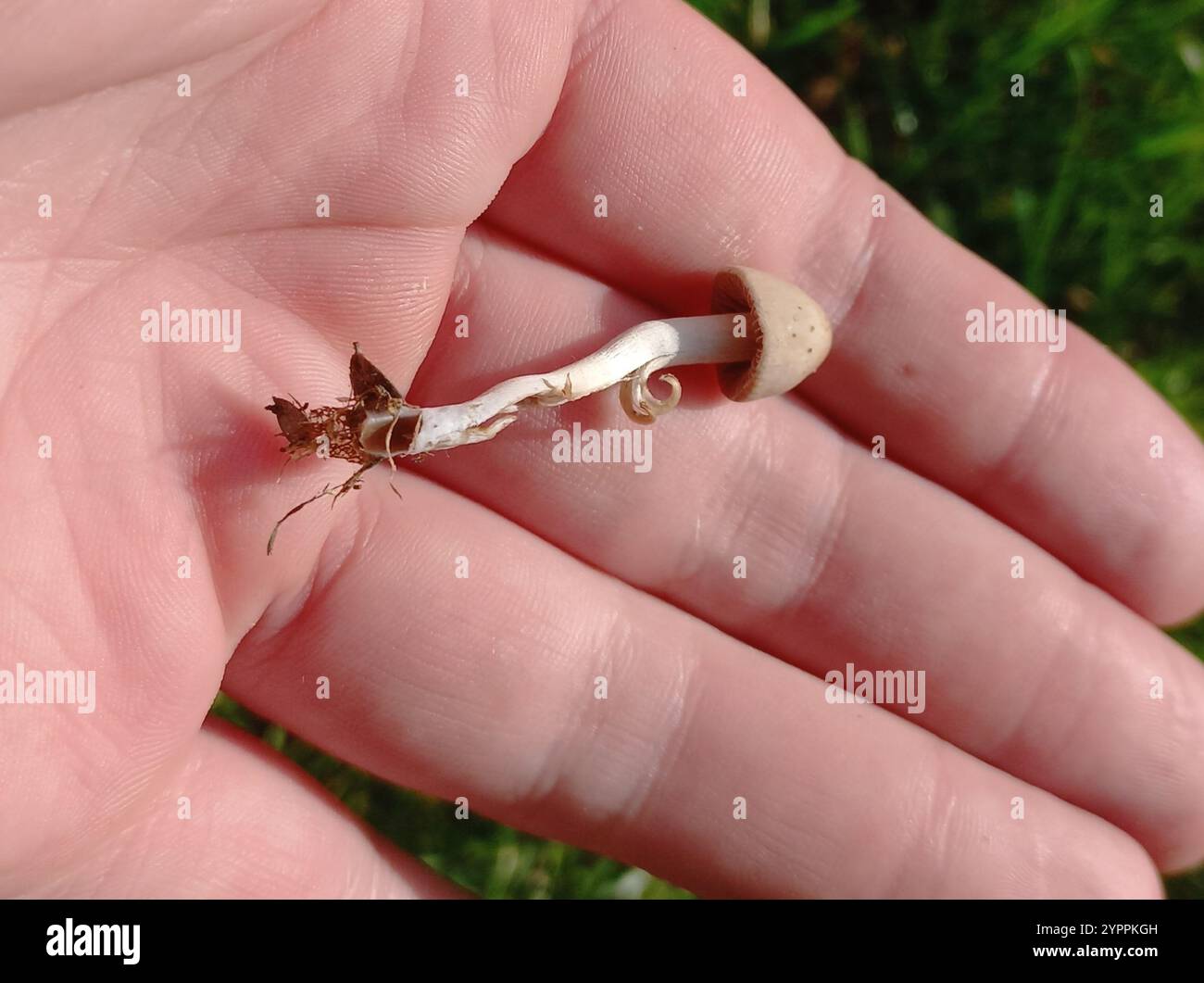 Mower's Mushroom (Panaeolus foenisecii Stock Photo - Alamy