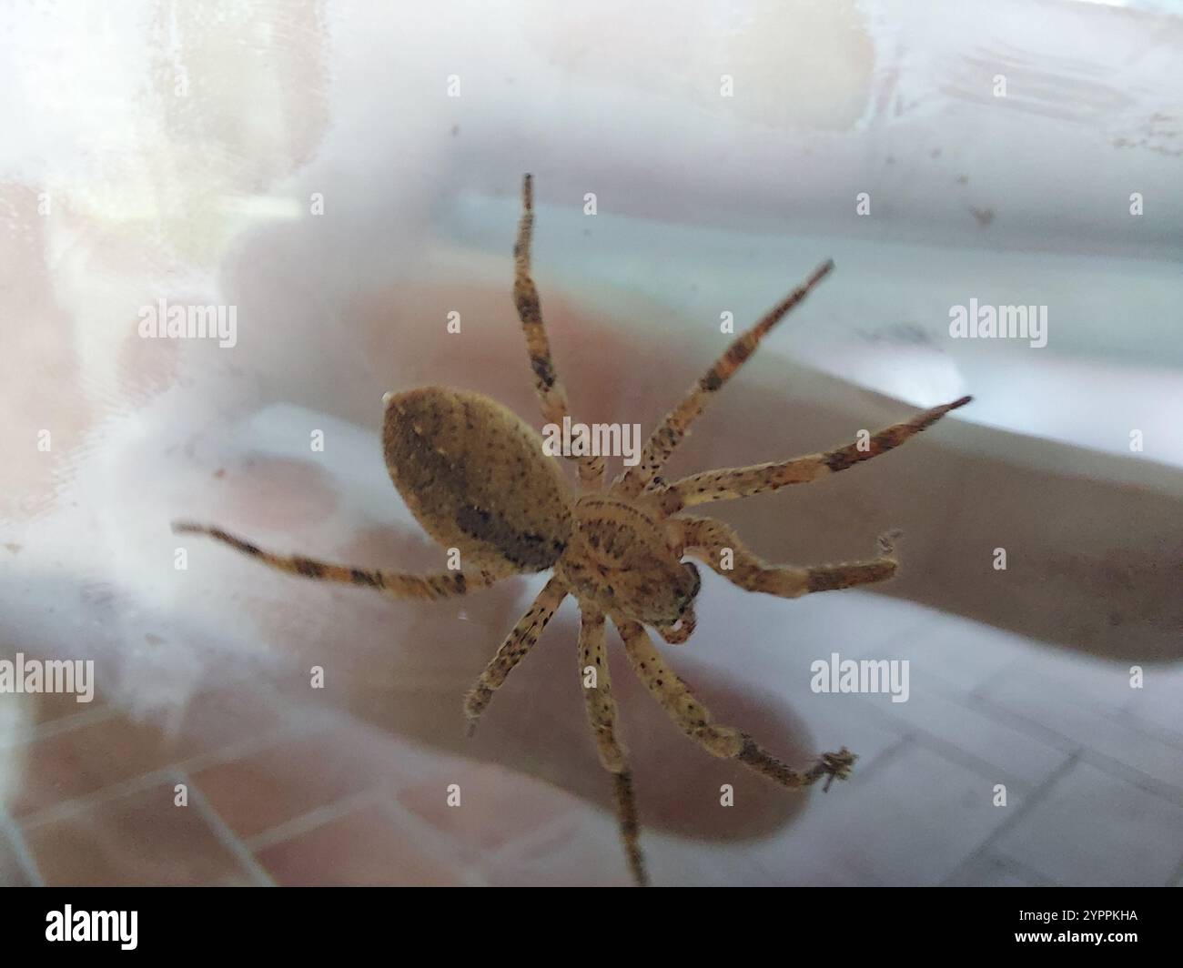 Mediterranean Spiny False Wolf Spider (Zoropsis spinimana Stock Photo ...
