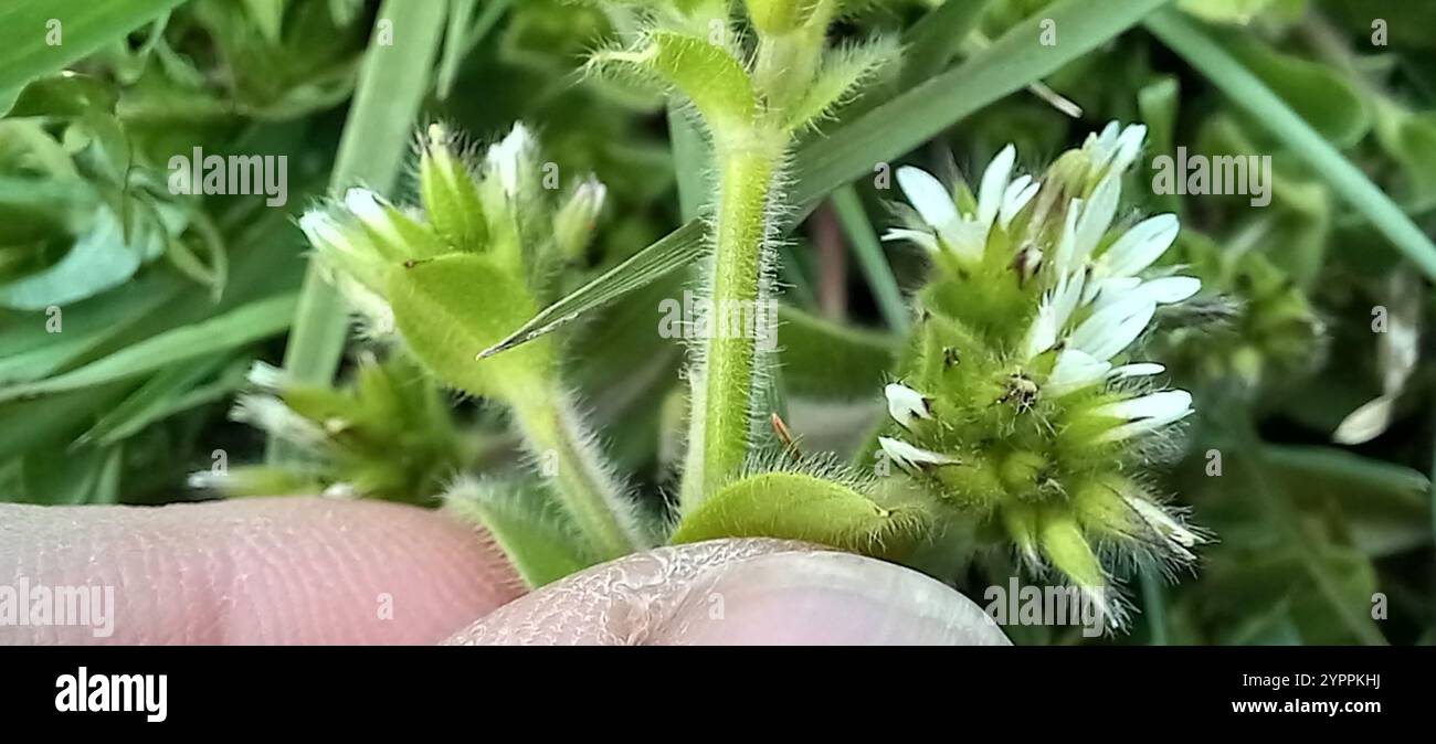 Sticky mouse-ear chickweed (Cerastium glomeratum Stock Photo - Alamy