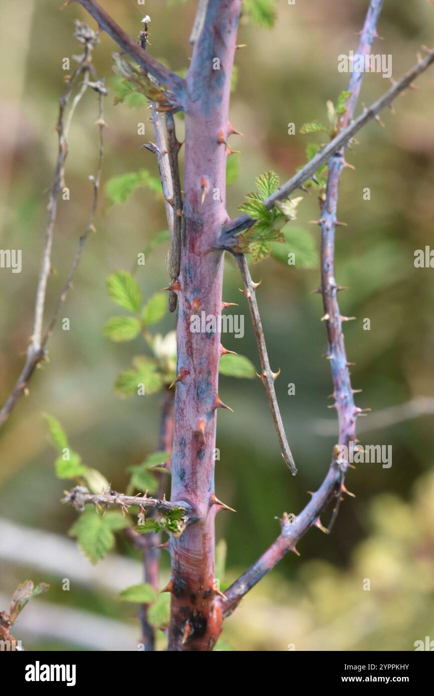 whitebark raspberry (Rubus leucodermis Stock Photo - Alamy