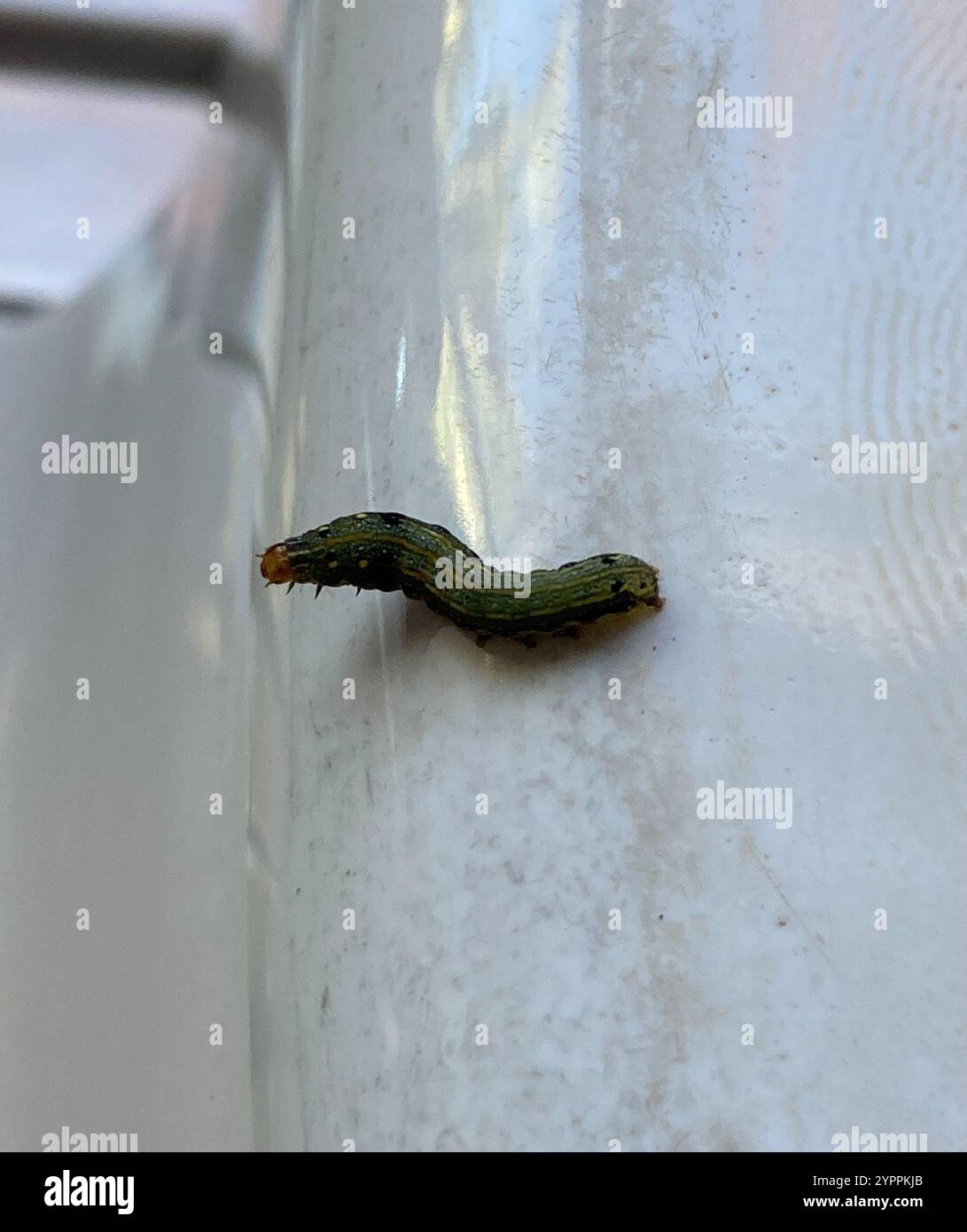 Oriental leafworm moth (Spodoptera litura Stock Photo - Alamy