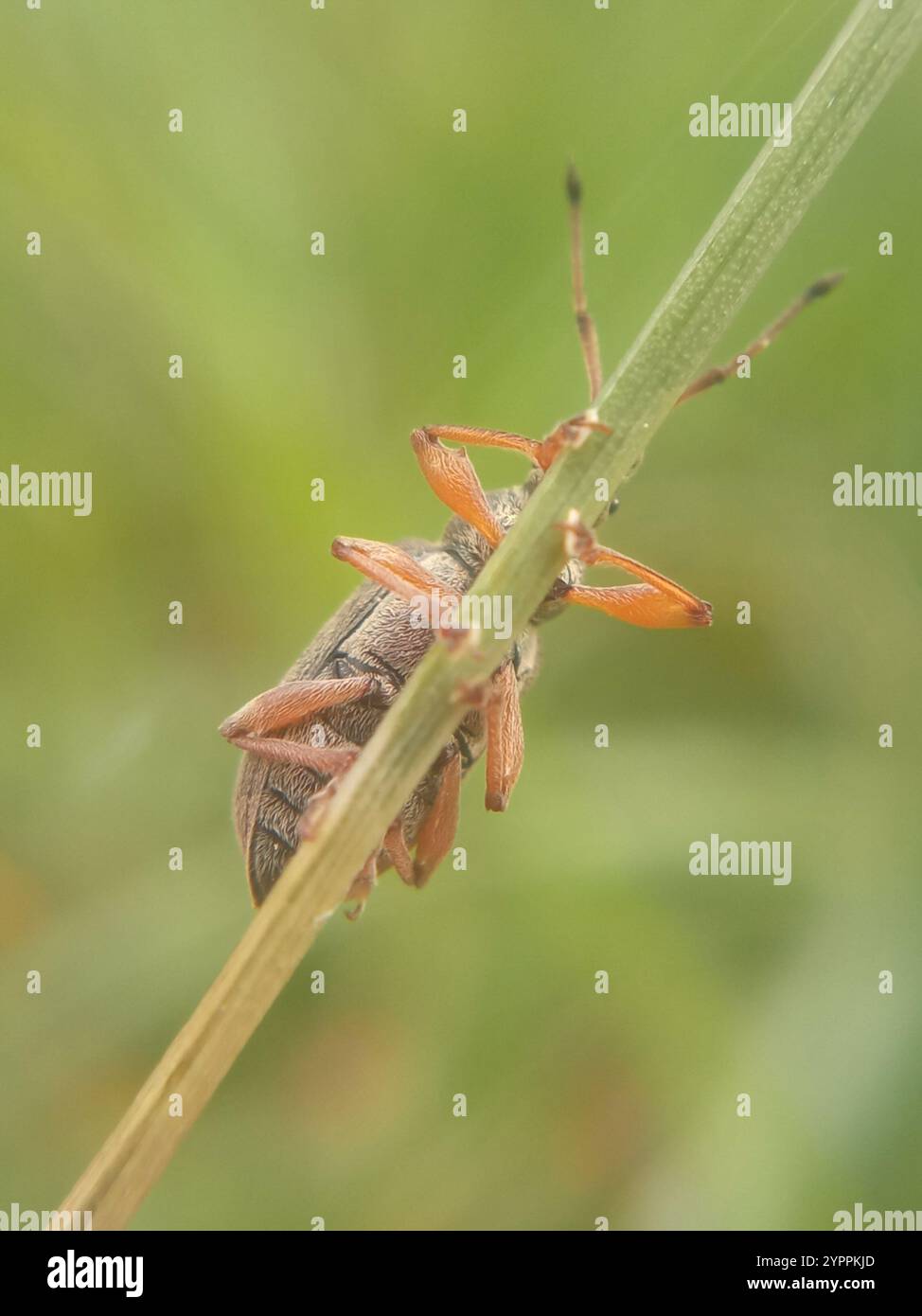 Common Leaf Weevil (Phyllobius pyri Stock Photo - Alamy